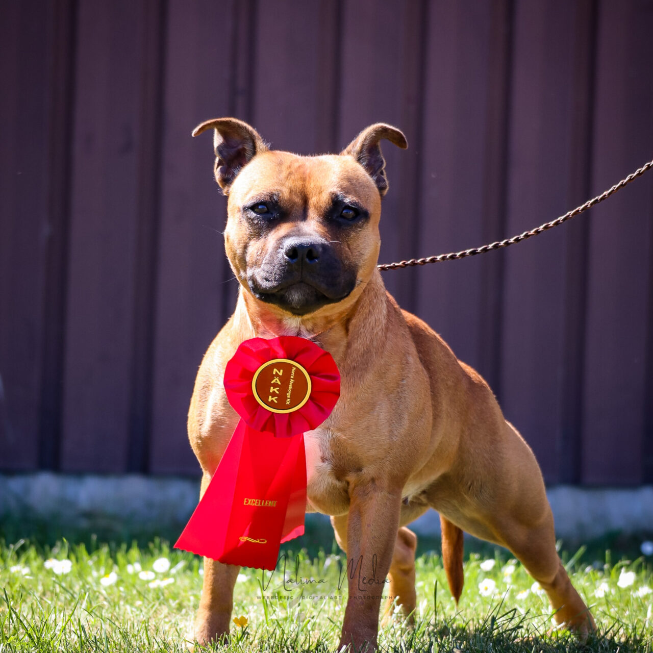 Super Ylva | Nalima.se